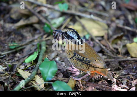 Eared pitta (Hydrornis phayrei) in Thailand Stock Photo - Alamy