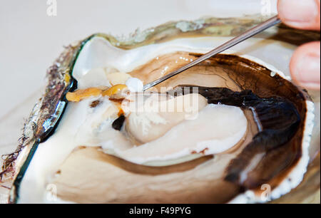 Pearl in an open sea shell as a metaphor for a rare treasure Stock ...