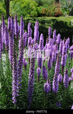 Button Snakeroot, Dense Blazing Star, Blazing Star (Liatris spicata ...