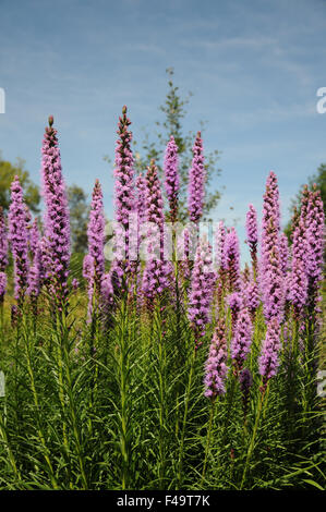 Button Snakeroot, Dense Blazing Star, Blazing Star (Liatris spicata ...