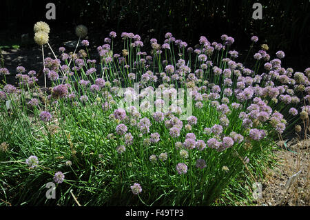 Broadleaf wild leek (Allium atroviolaceum) onions grow in deposits (dry ...