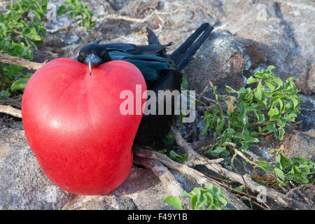 Red Gular Pouch, Frigatebirds, Fregatidae, Fregata, North Seymour Stock ...