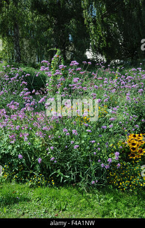 Verbena bonariensis (Purpletop Vervain) with frost in Winter Stock ...