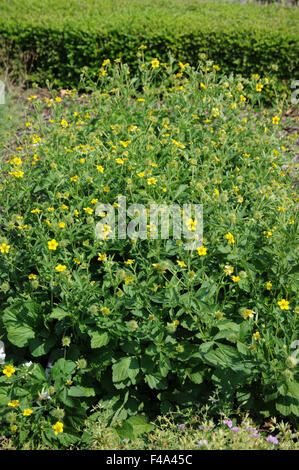 Yellow Avens (Geum aleppicum Stock Photo - Alamy