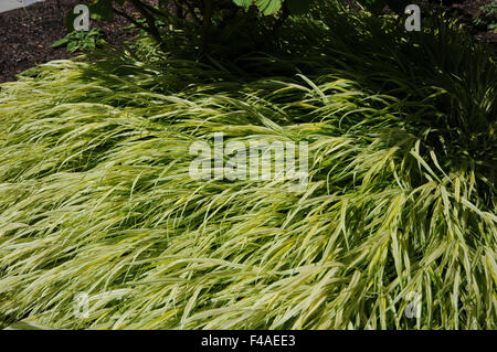 Golden japanese forest grass Stock Photo - Alamy