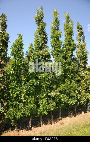 Columnar apple tree Stock Photo - Alamy