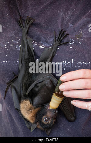 An orphaned Spectacled Flying Fox bat named Dobby being cared for at a ...