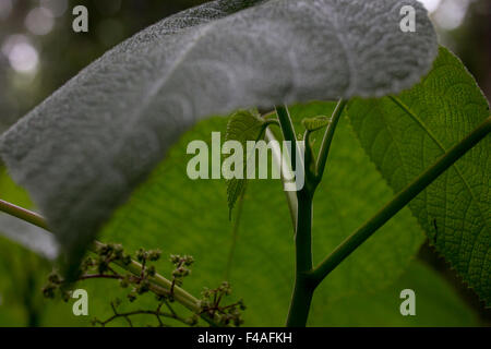 Stinging tree (gympie gympie, Dendrocnide moroides) with pink fruit ...
