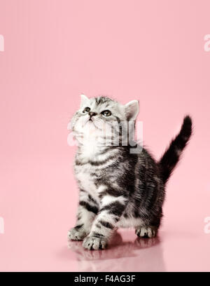 A beautiful baby pink coloured rose just in flower in the garden Stock ...