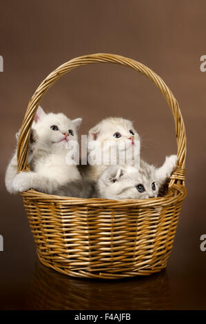 kittens cute cat / three whit black and wrown tabby cat brethren multi ...