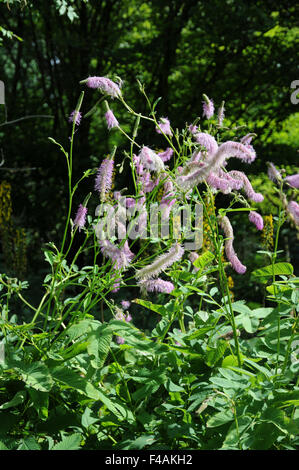 Japanese burnet (Sanguisorba hakusanensis Stock Photo - Alamy