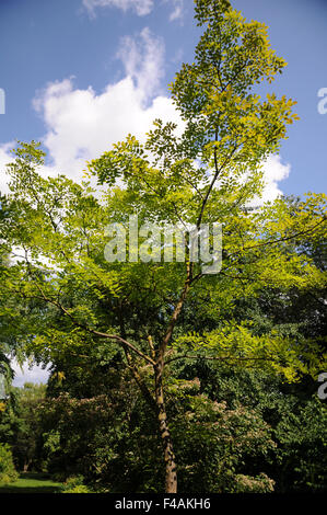 amur maackia (Maackia amurensis Stock Photo - Alamy