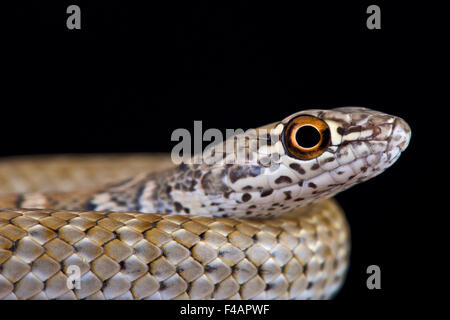 Red coachwhip or red racer (Masticophis flagellum) on a mesquite tree ...