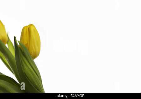 Yellow Tulips with Dew Drops Stock Photo - Alamy