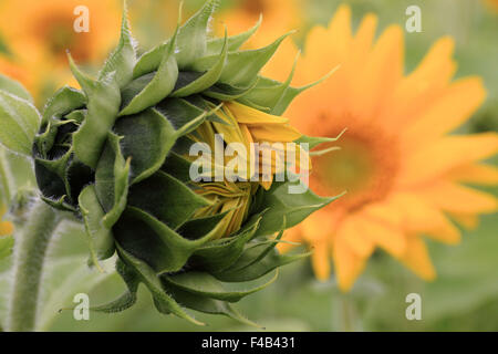 Sunflowers open and closed Stock Photo - Alamy