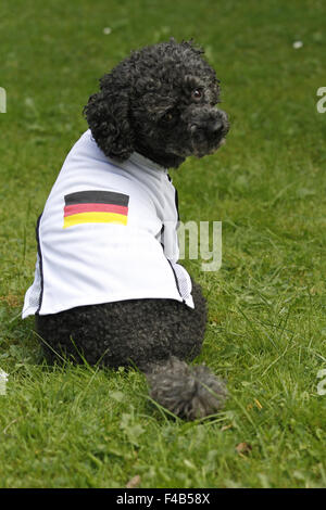 poodle with football shirt Stock Photo - Alamy