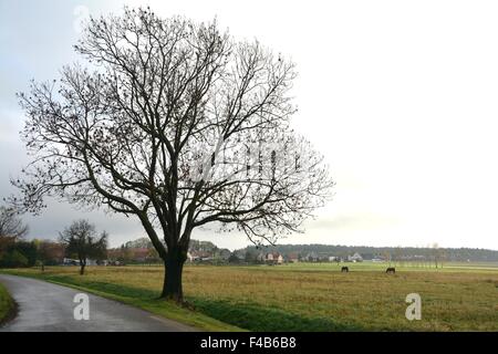 chaussee or avenue in the countryside, trees next to paved road ...