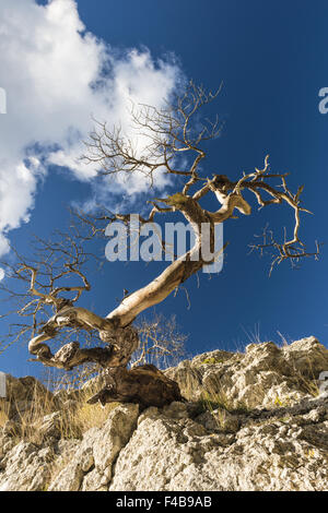 dead Scots pine, Gotland, Sweden Stock Photo - Alamy