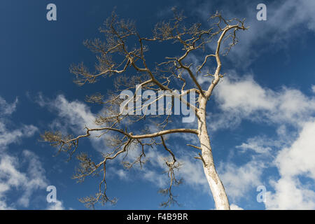 dead Scots pine, Gotland, Sweden Stock Photo - Alamy