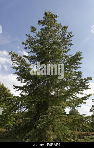 Pacific silver fir (Abies amabilis Stock Photo - Alamy