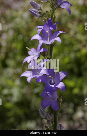 Campanula pyramidalis, Chimney bellflower Stock Photo - Alamy