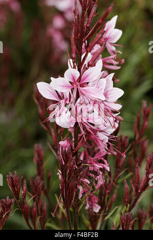 Gaura lindheimeri 'Gambit White' Stock Photo - Alamy