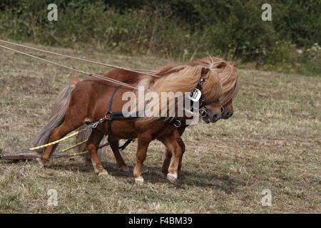SHETLAND PONY BRAUN Stock Photo - Alamy
