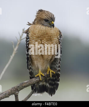 The red-shouldered hawk bird perching on electric cable looking for ...