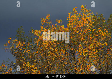 Hybrid Poplar Tree in autumn leaf, Cherhill, Wiltshire, England, UK ...