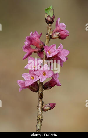 Mezereon (Daphne mezereum) Plantae Stock Photo - Alamy
