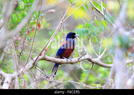 Lidth's Jay (Garrulus lidthi) in Amami Island, Japan Stock Photo - Alamy