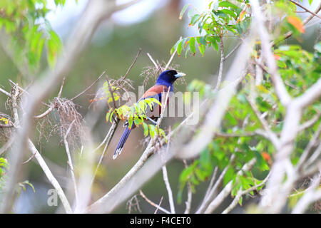 Lidth's Jay (Garrulus lidthi) in Amami Island, Japan Stock Photo - Alamy