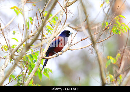 Lidth's Jay (Garrulus lidthi) in Amami Island, Japan Stock Photo - Alamy