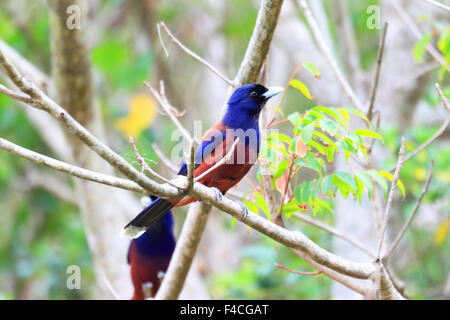 Lidth's Jay (Garrulus lidthi) in Amami Island, Japan Stock Photo - Alamy