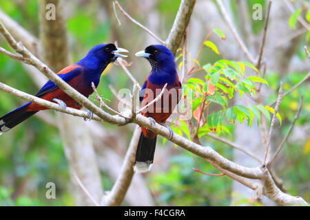 Lidth's jay (Garrulus lidthi) in Amami Island, Japan Stock Photo - Alamy