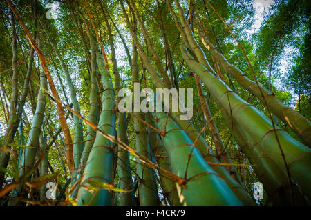 Green bent Bamboo trees Stock Photo - Alamy