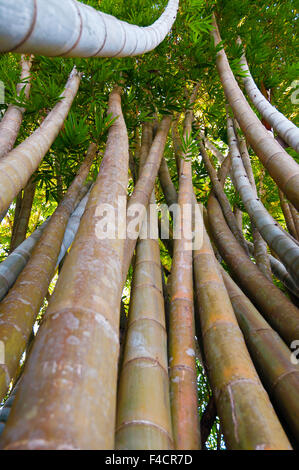 Green bent Bamboo trees Stock Photo - Alamy
