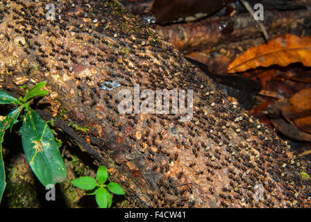 Ants, Sarawak, Malaysian Borneo, Malaysia Stock Photo - Alamy