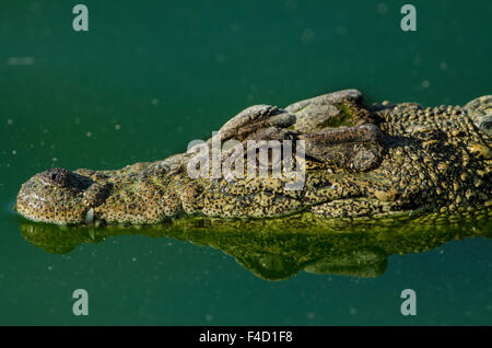 Cuban Crocodile (Crocodylus rhombifer) near Zapata Swamp National Park ...