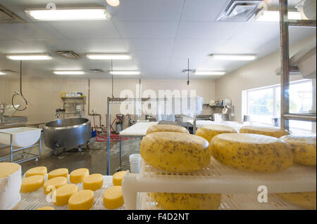 Cheeses at Farm House Natural Cheeses factory, Agassiz, British Stock ...
