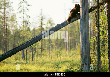Wolverine on a tree trunk Stock Photo - Alamy