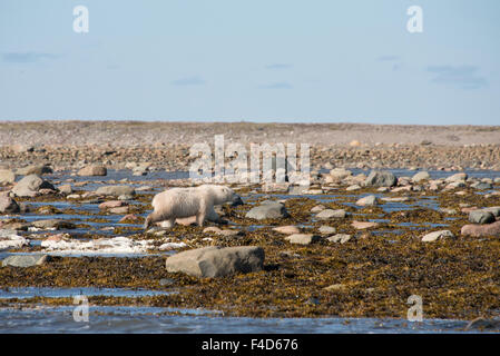 Canada, Nunavut, western shore of Hudson Bay, Kivalliq Region, Arviat ...