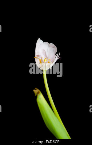Dying Tulip against black background Stock Photo - Alamy