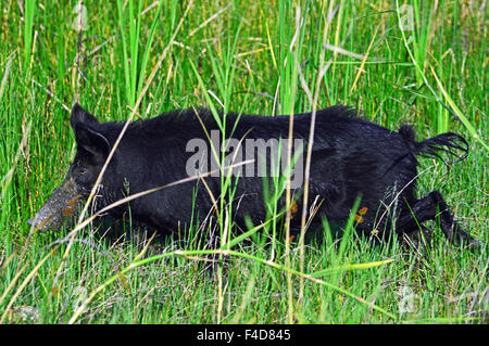 Florida wild hog pig animal razorback piney woods rooter Stock Photo ...