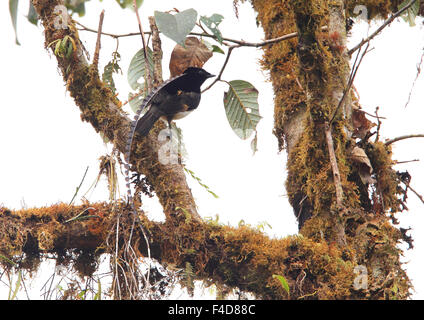 King Saxony Bird Paradise (Pteridophora alberti) adult male on calling ...