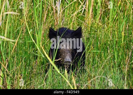 Texas Wild Feral Boar Stock Photo - Alamy