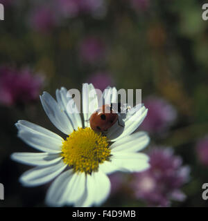 Ladybird on a flower Stock Photo - Alamy
