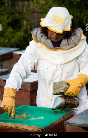 Bee farming, woman and beekeeper with suit for safety, ready to work ...