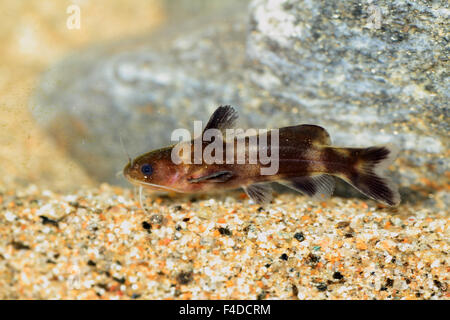 Stumpy bagrid catfish (Pseudobagrus ichikawai) in Japan Stock Photo - Alamy
