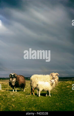 free range sheep grazing, a sheep family on a green pasture Stock Photo ...